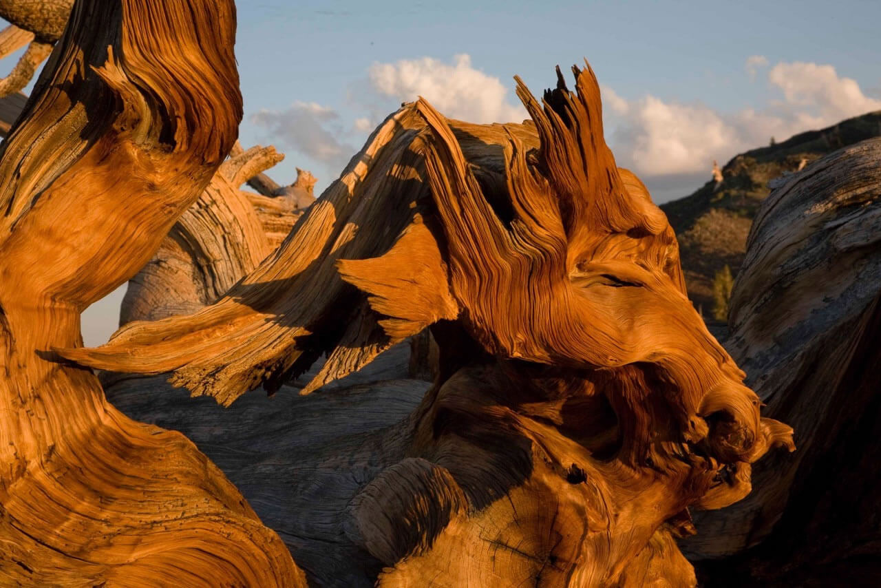 Bristlecone Pines – Inyo County Tourism Information Center | Inyo ...