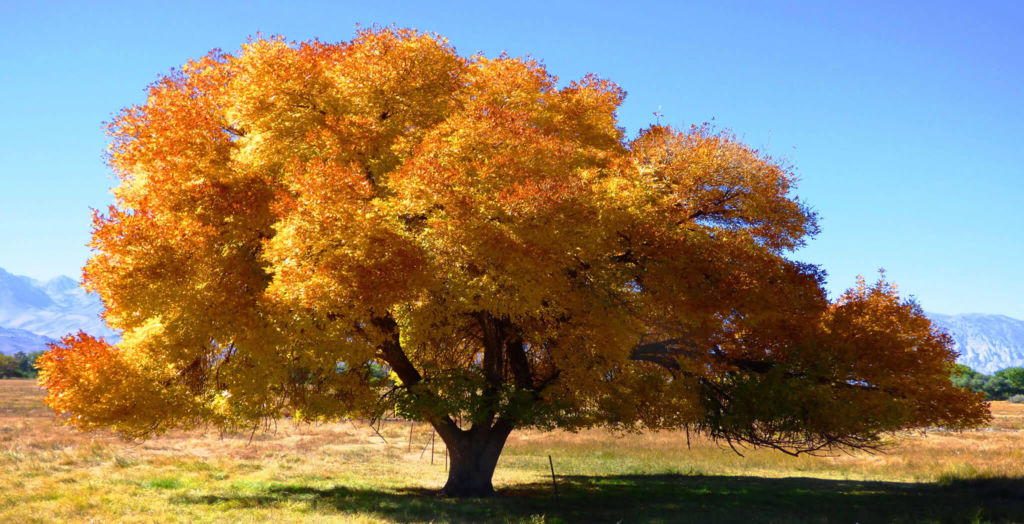 Inyo County Visitor Guide – 11th Edition – Inyo County Tourism ...