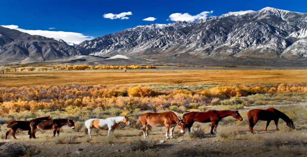 Inyo County Visitor Guide – 12th Edition – Inyo County Tourism ...