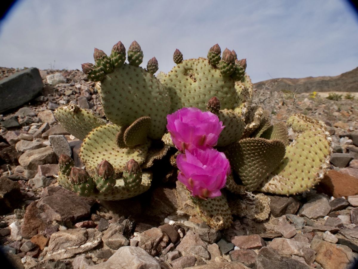 Death Valley Things to Know – Inyo County Tourism Information Center ...